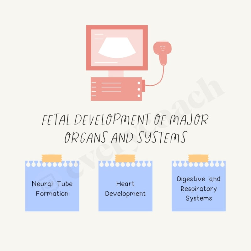 Fetal Development Of Major Organs And Systems Instagram Post Canva Tem ...